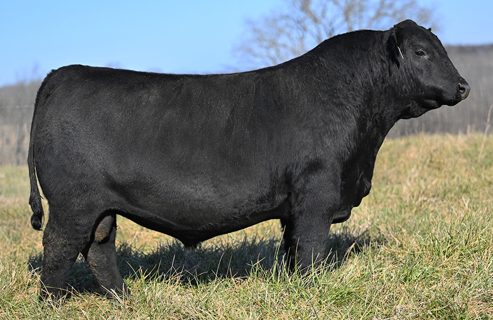 HERD SIRES | Buck Ridge Cattle